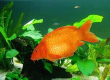 Nagroda red karp - Strony [1] - Świat encyklopedyczna wiedza